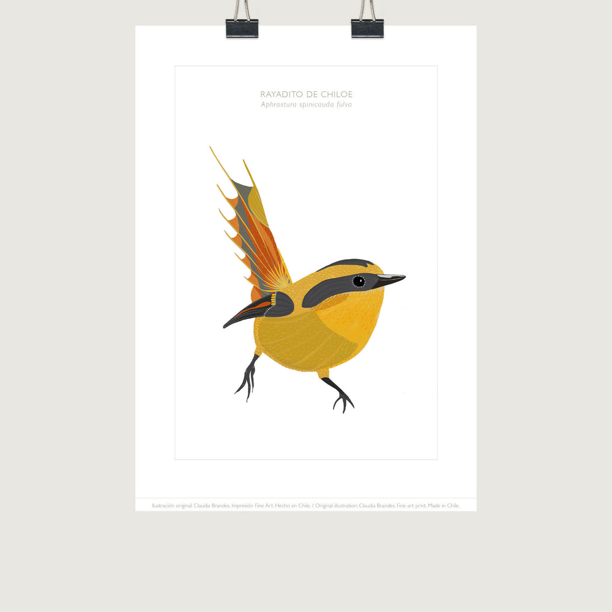 LAMINAS FAUNA - RAYADITO DE CHILOE – Creado en Chile