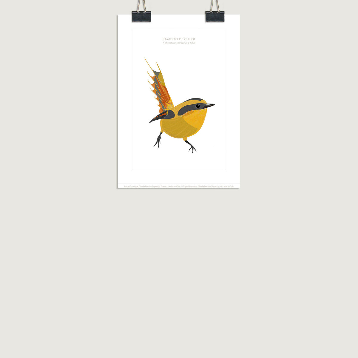 LAMINAS FAUNA - RAYADITO DE CHILOE – Creado en Chile