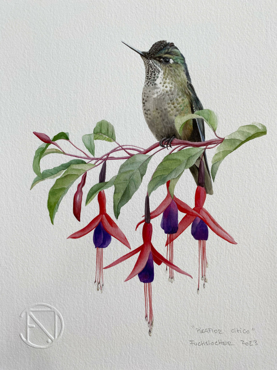 Picaflor Chico – Creado en Chile