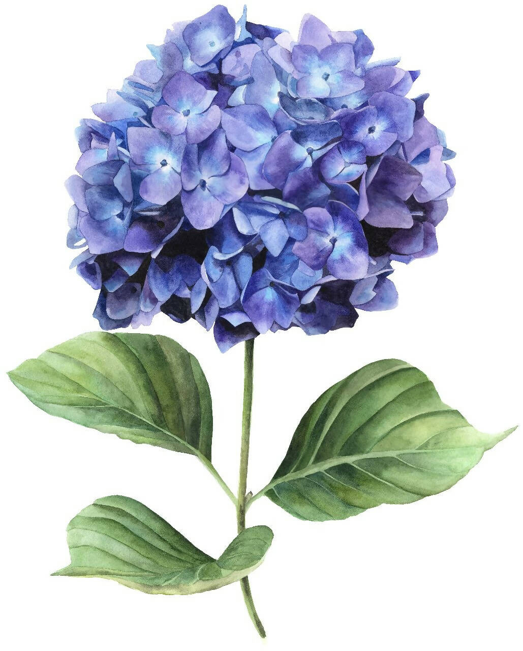 Hortensia Azul – Creado en Chile