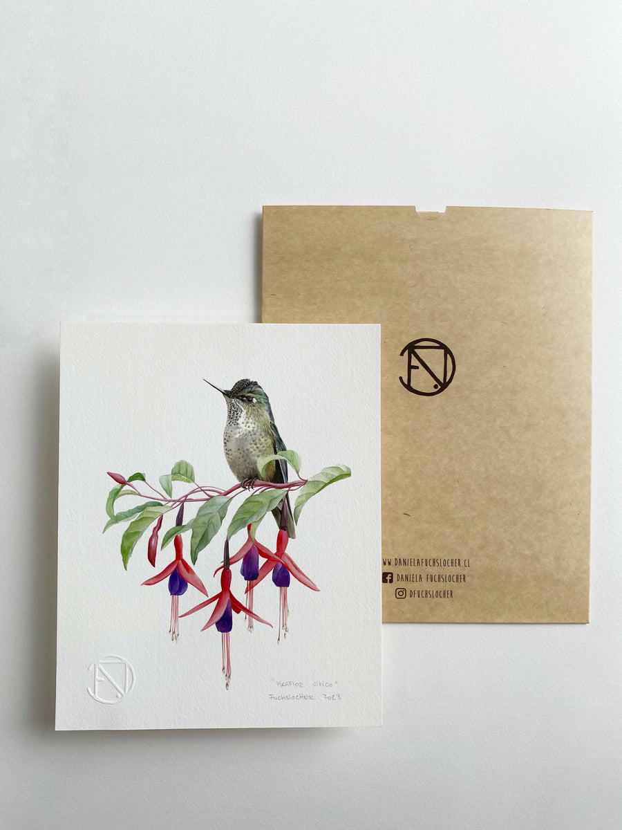 Picaflor Chico – Creado en Chile